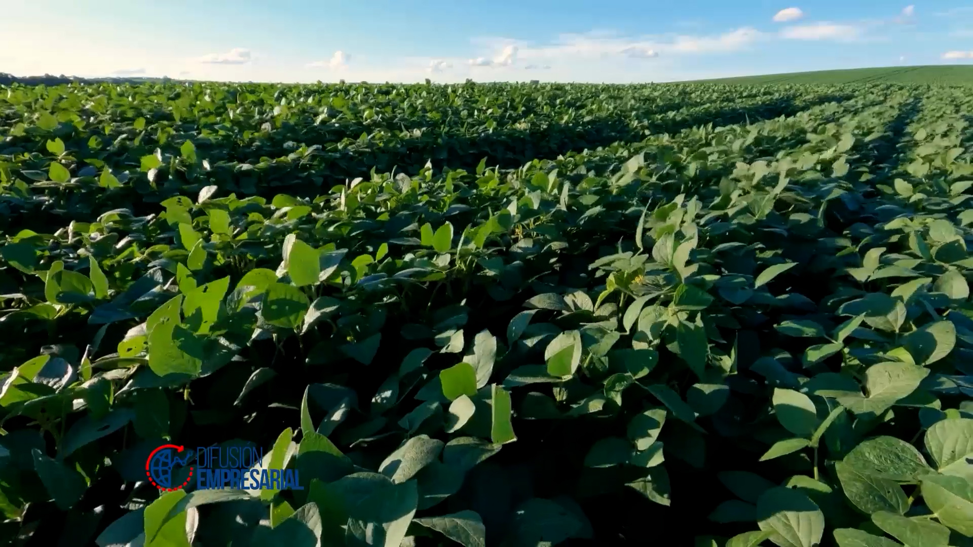 CUSTODIO, el Curasemillas de Induagro S.R.L que impulsa el rendimiento.